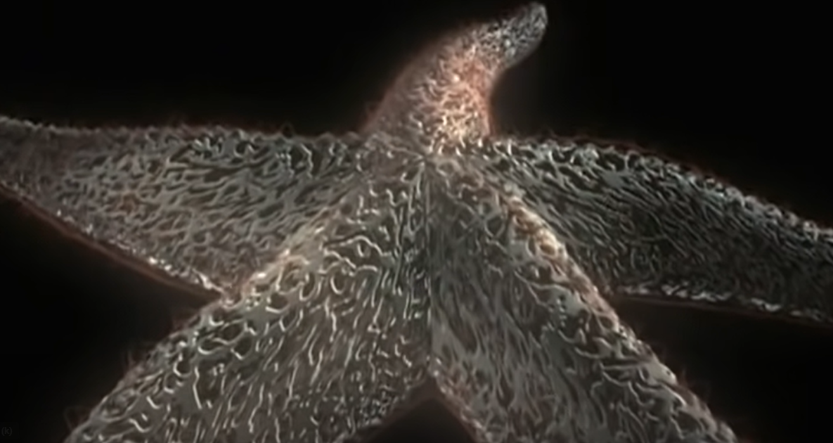 THE AMAZING STARFISH (Sea Star) Part 2 - Wonders of Creation