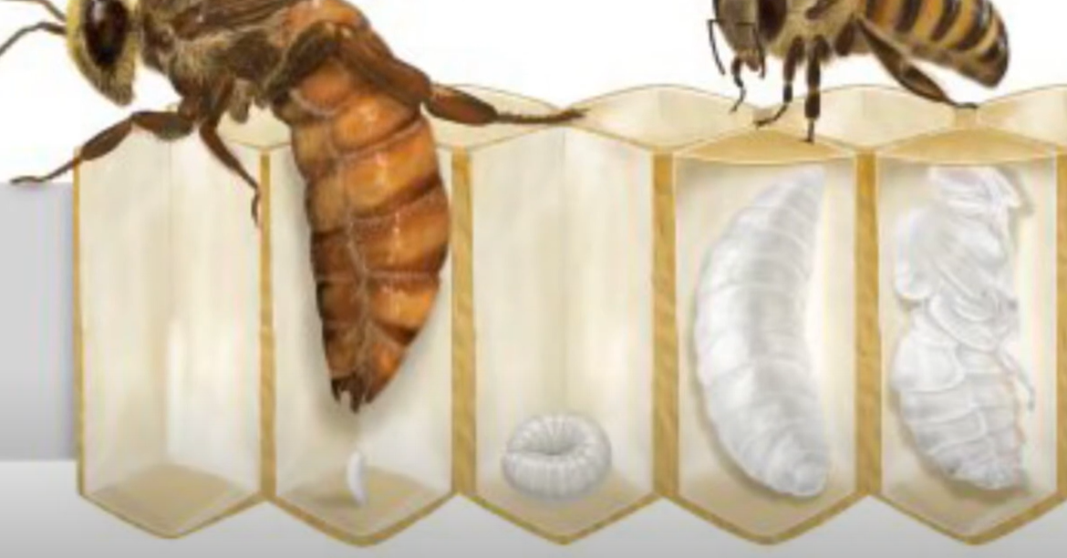 The Development of the Adult Honeybee. - Wonders of Creation
